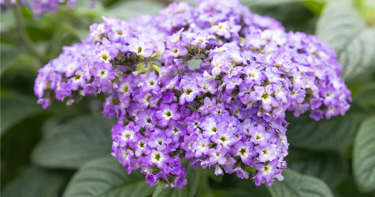 Heliotropium arborescens 'Nautilus Power Blue'